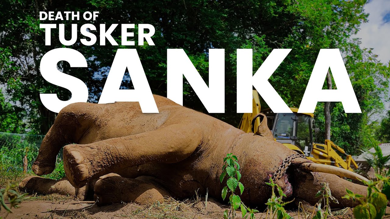 සංඛ ඇතාගේ මරණය | The end of an era: Tusker Sanka passes away | Death of ...