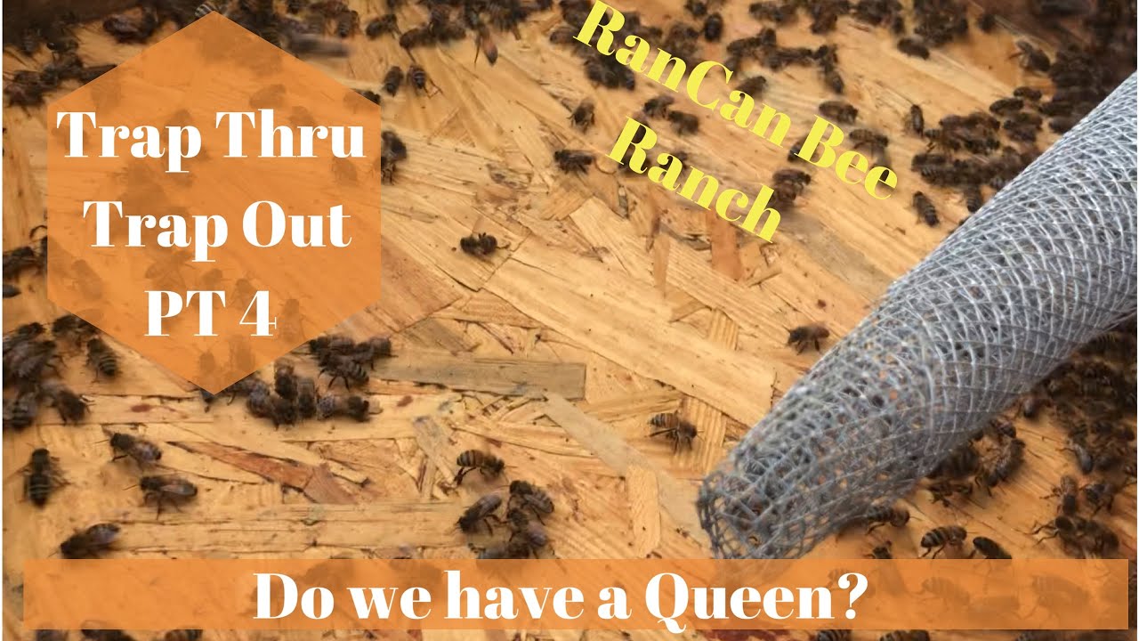 Trap Thru Trap Out Part 4 - YouTube