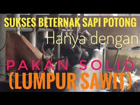 Solid (Lumpur Sawit) Sebagai Pakan Utama Pada Peternakan Sapi Potong ...