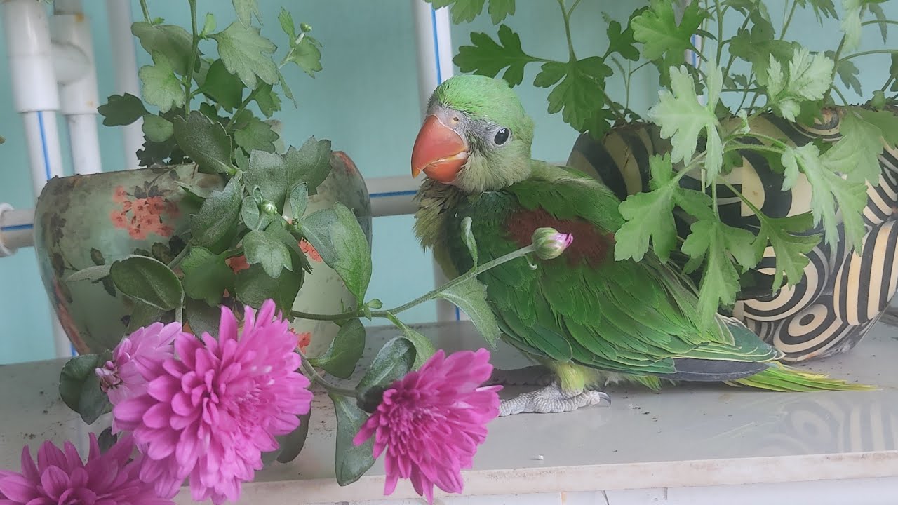 INDIAN PARROT RIO is live - YouTube