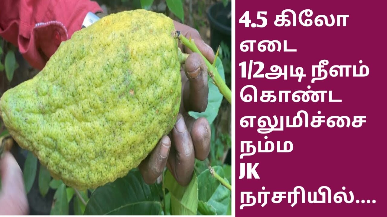 4.5 கிலோ எடை கொண்ட சிட்ரோன் நம்ம JK நர்சரியில் | Citron | Vadukapuli ...