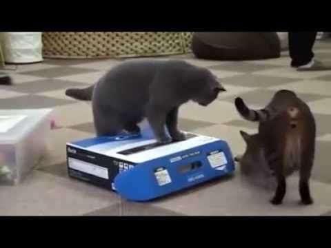 Piçlik Yapan Kediler