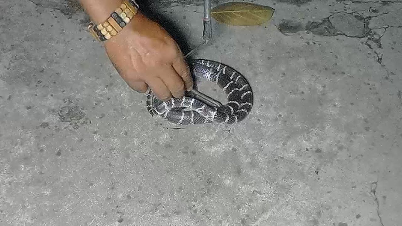 Very Aggressive Common Krait late Night Moment Rescue by Mobarak Snake ...