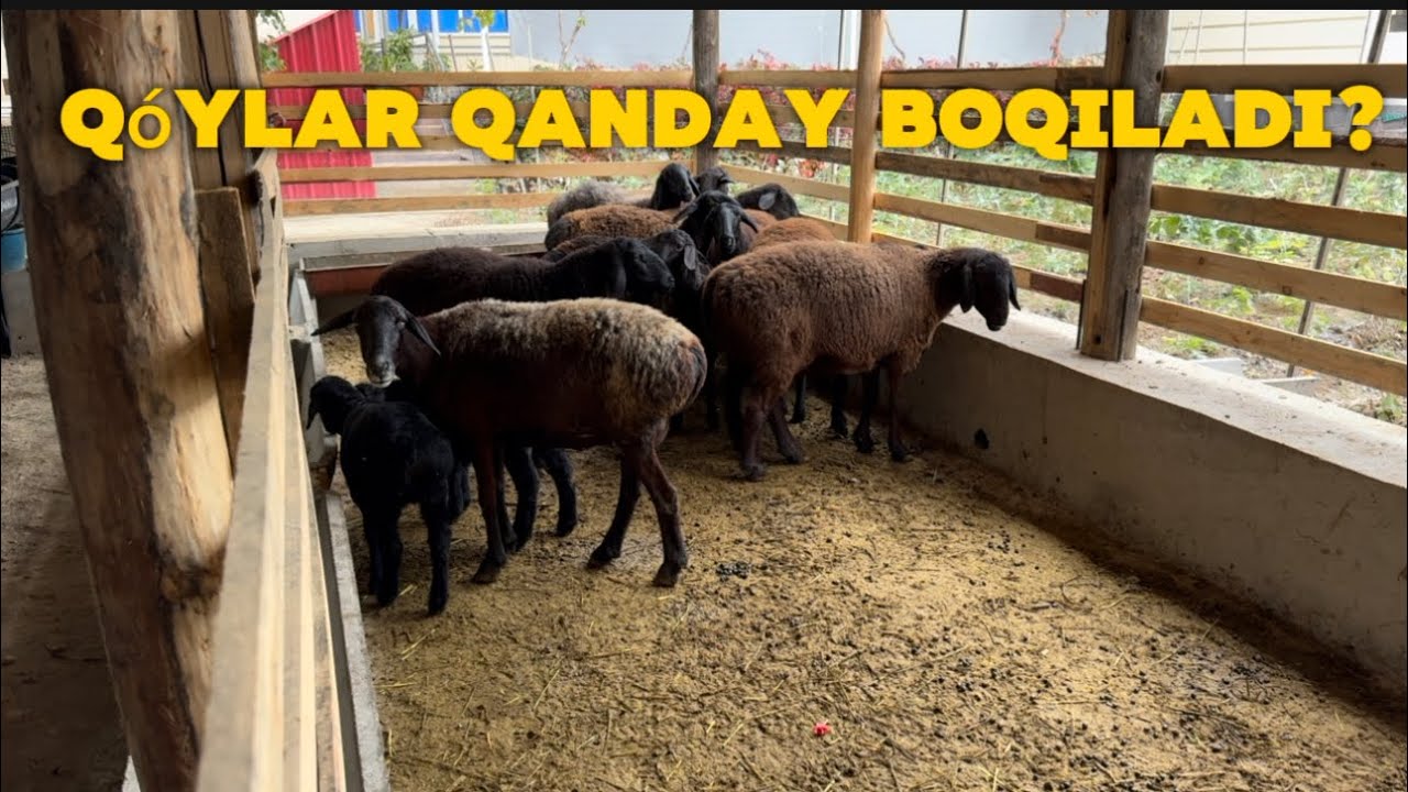 Qóy boqish #qoyboqish #qoy #qoybozor #bozor #qoyxona - YouTube