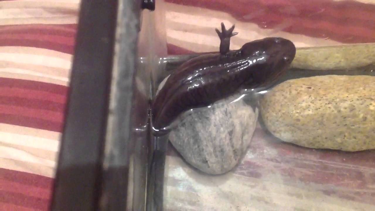 Metamorfose Do Axolote