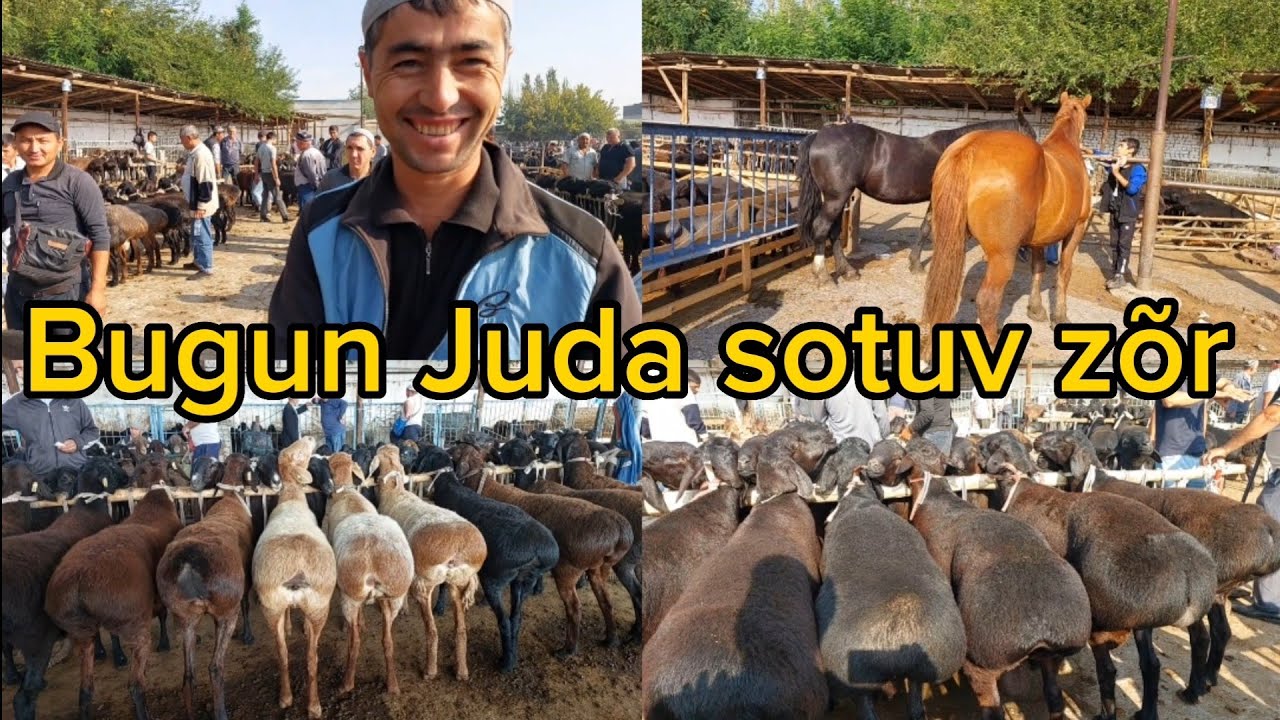 Qõqon ot va qõy bozoridagi bugungi narhlar bilan tanishing 30.08 ...