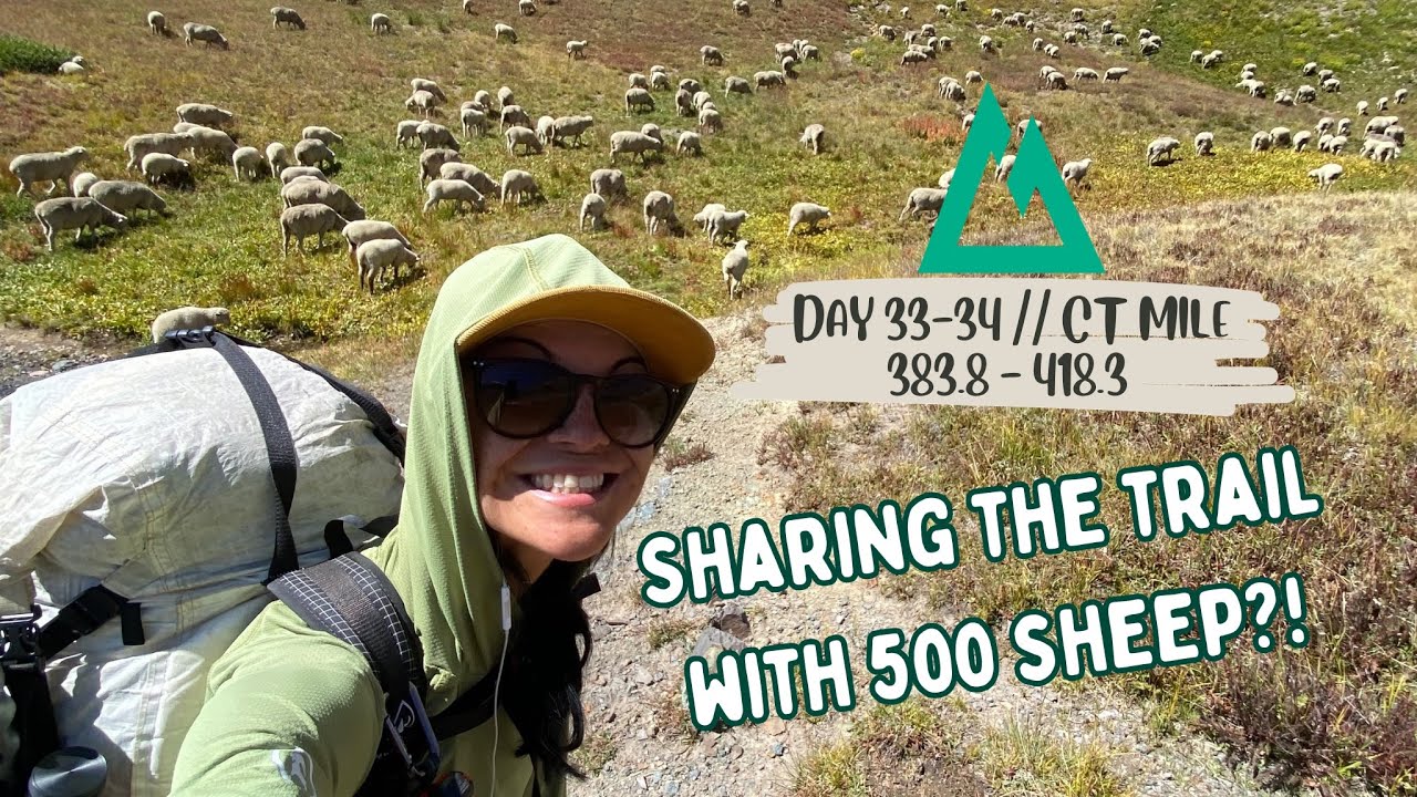 Colorado Trail | Days 33-34: Sharing the trail with 500 SHEEP?! - YouTube