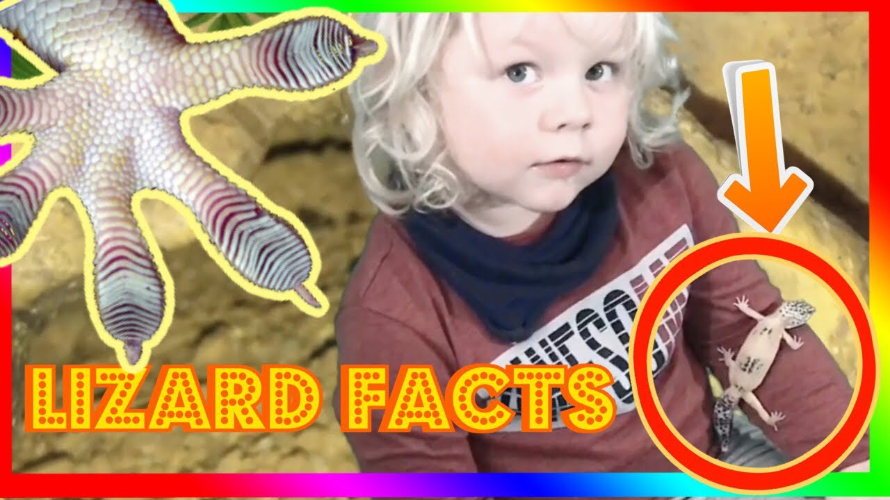 LIZARDS FOR KIDS - LEARN LIZARD FACTS SONG FOR KIDS - YouTube