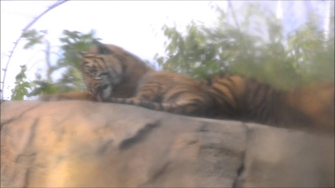 Tigers in the mist - YouTube