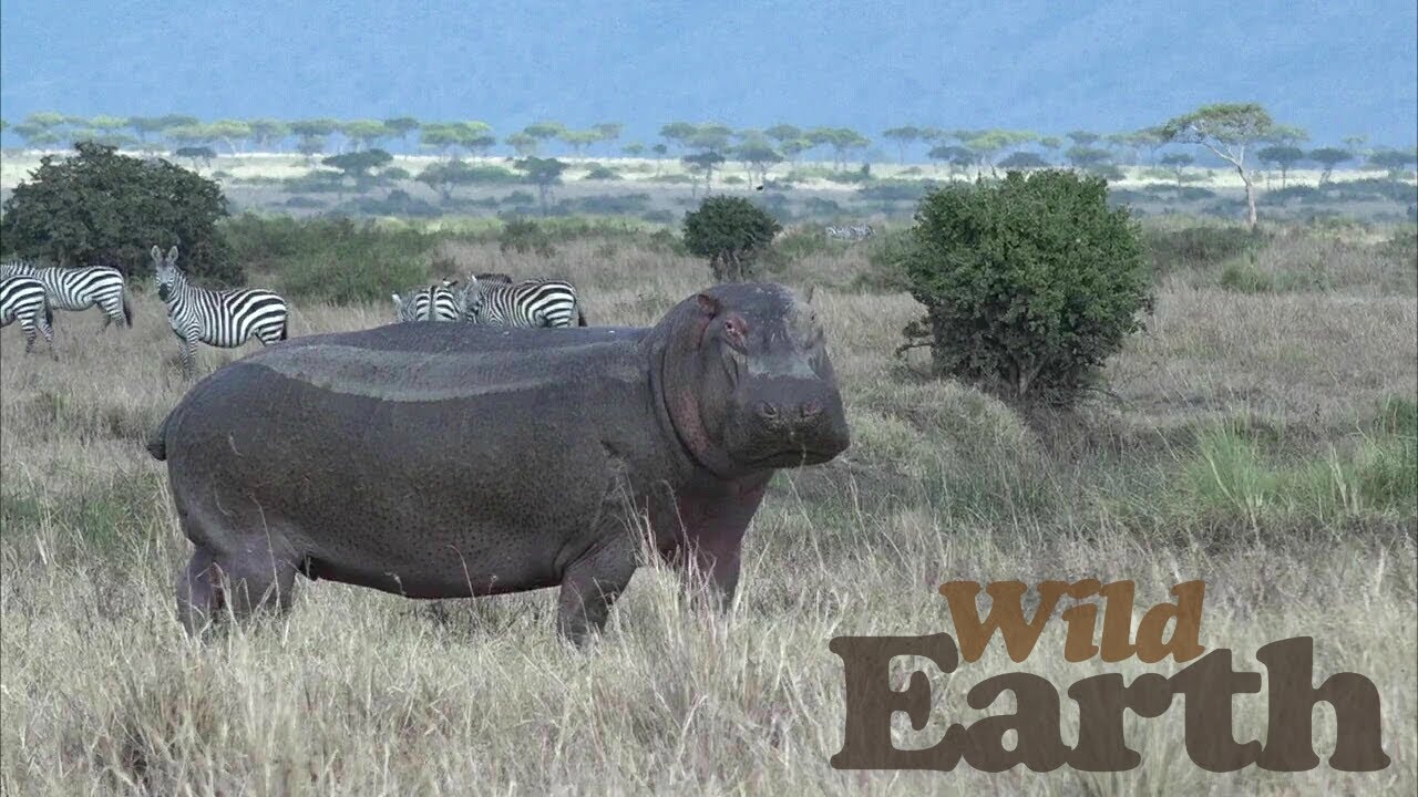 A Hippo On Land - YouTube