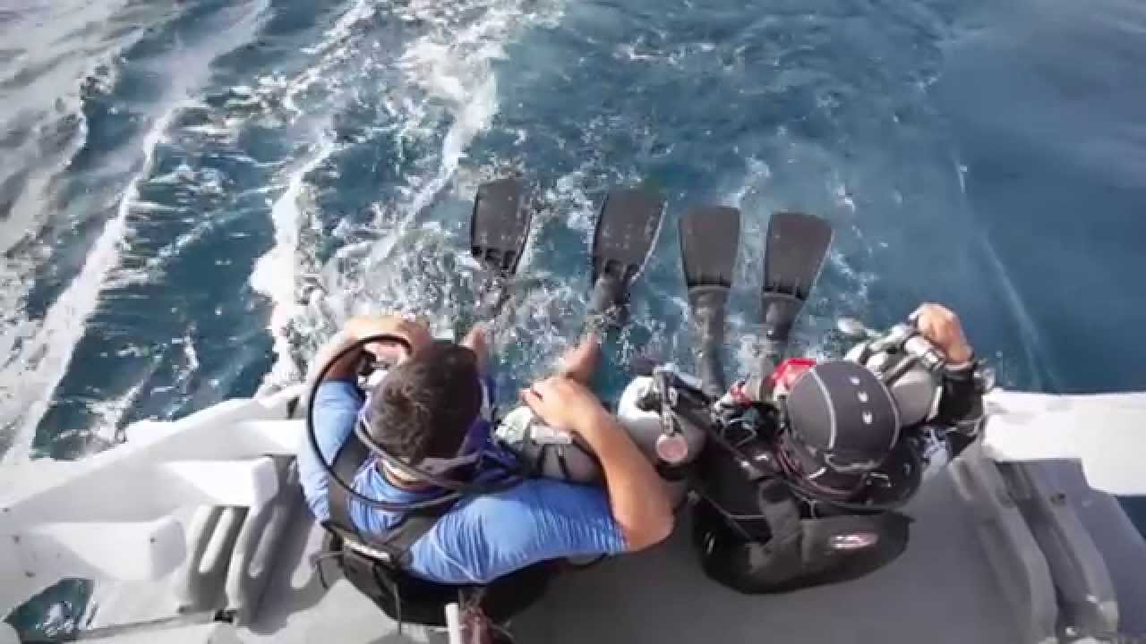 Researching the Reef: fish and coral of the Caribbean - YouTube
