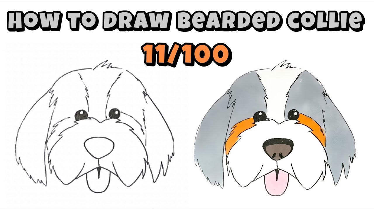 How to Draw Bearded Collie 11/100 Dogs Drawing – Perfect for Beginners ...