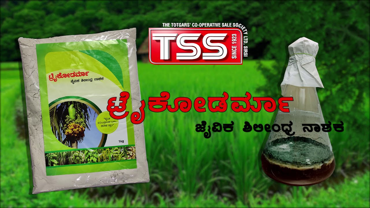 TSS SIRSI # ಟ್ರೈಕೋಡರ್ಮಾ ಜೈವಿಕ ಶಿಲೀಂಧ್ರ ನಾಶಕ - YouTube