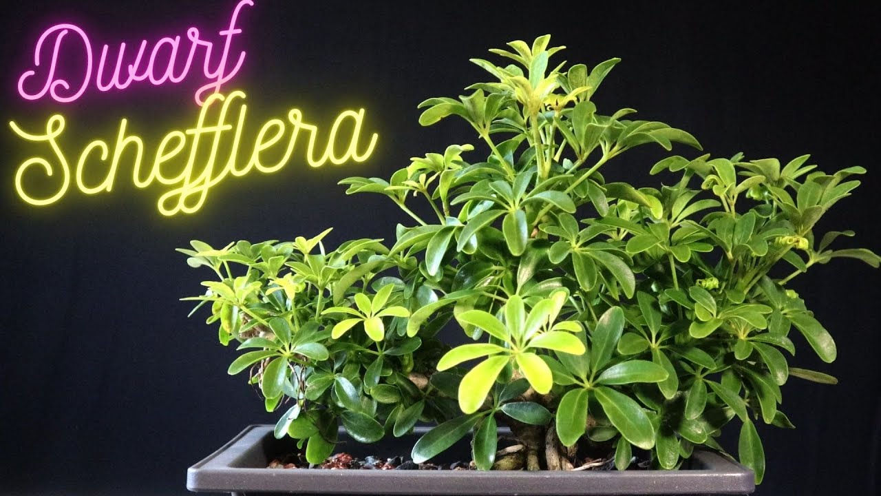 Easy bonsai Dwarf Hawaiian Umbrella Tree. Schefflera Arboricola - YouTube