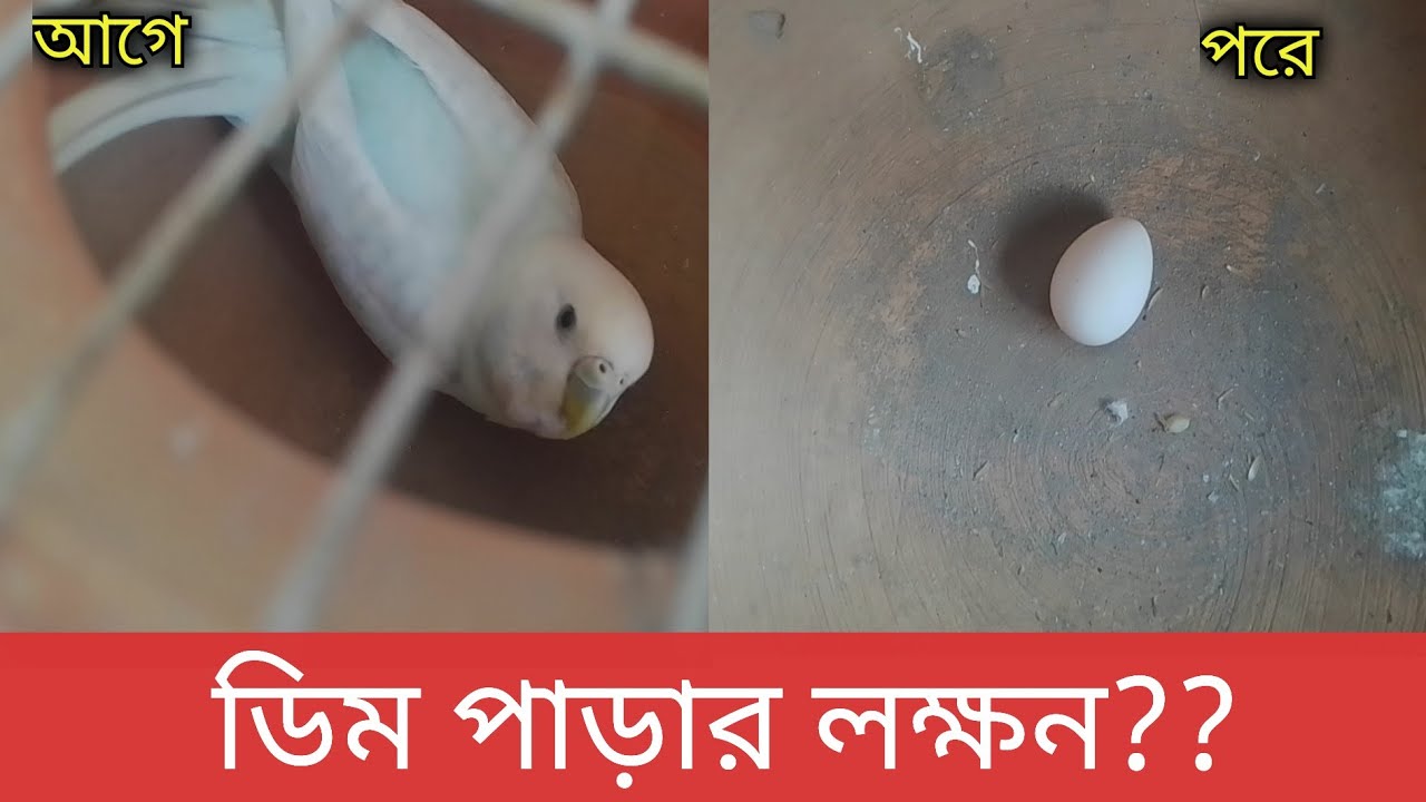 বাজরিগার পাখির ডিম পাড়ার লক্ষন | বাজরিগার পাখি পালন | Budgerigar Pakhi ...