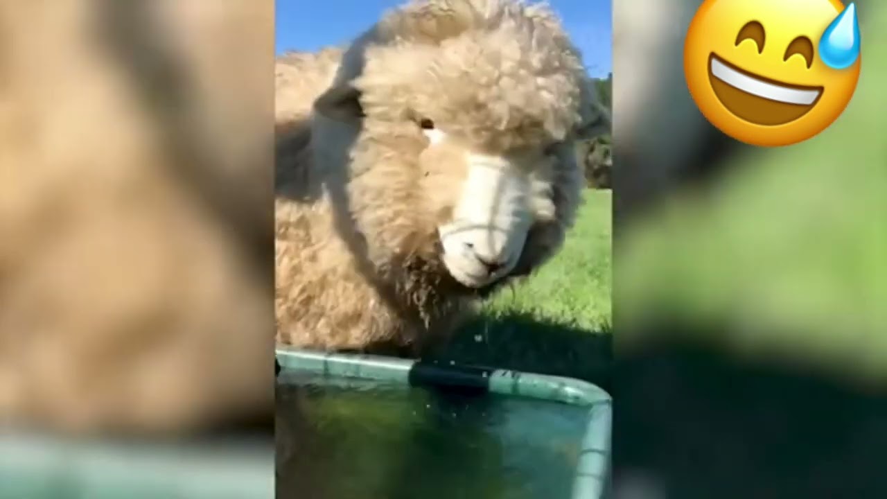 Fails of the week | epic fails - YouTube