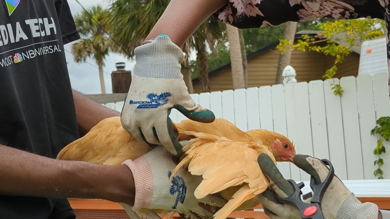 Best way to Prevent your Chickens from flying away - Clipping flight ...