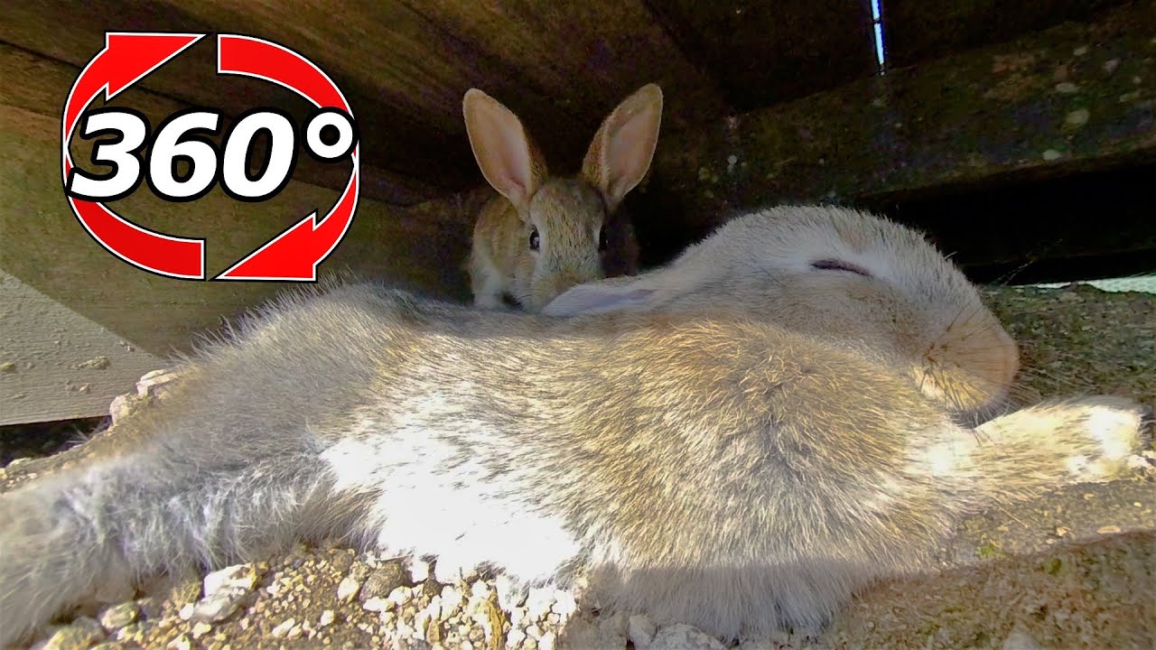 VR 360° | A baby rabbit whose body is melting in the warm sunlight ...