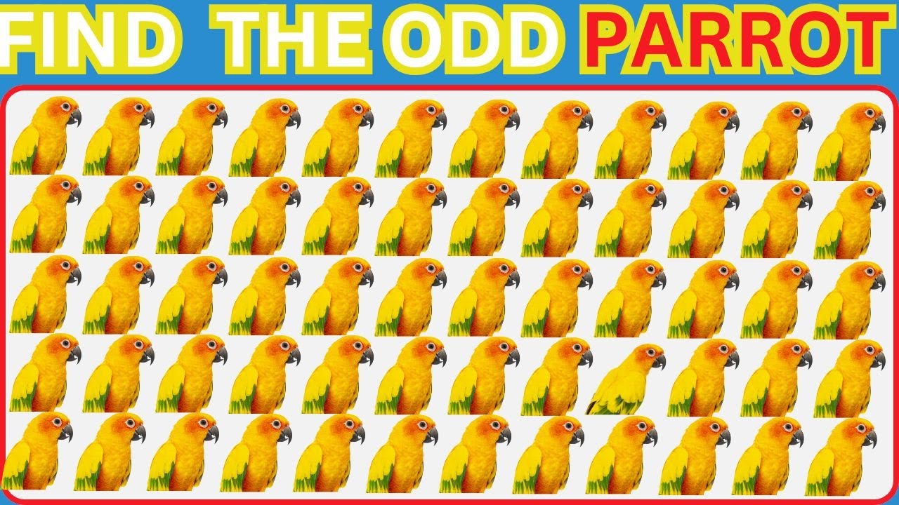 Can You Find the Odd Parrot 🦜🔍|Quiz Challenge - YouTube