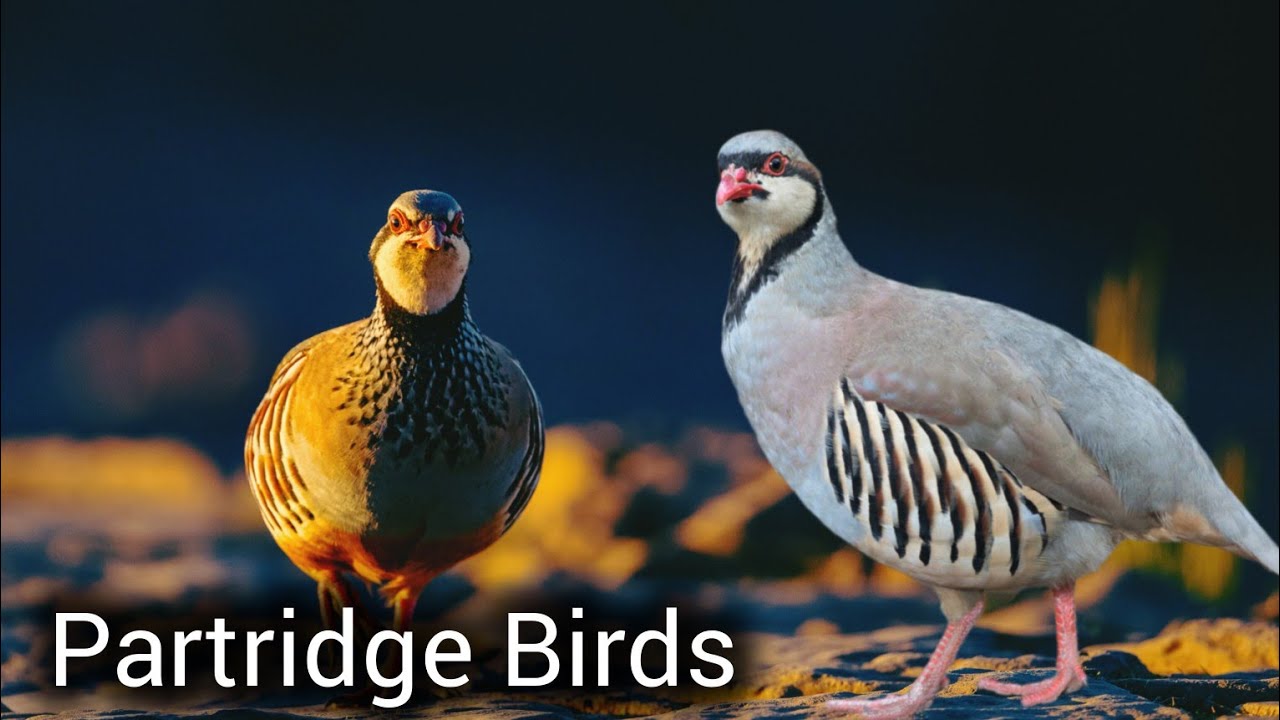 Partridge Birds Beautiful birds| Birds and animals - YouTube