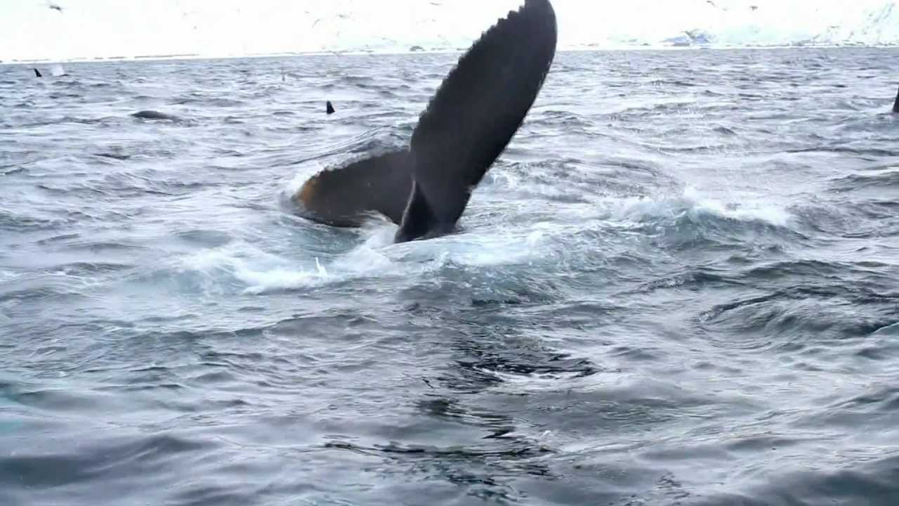 Sea Safari Andenes. Amazingly many killer whales, humpback and fin ...
