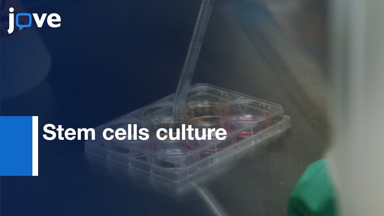 Human Pluripotent and Neural Stem cells culture | Protocol Preview ...