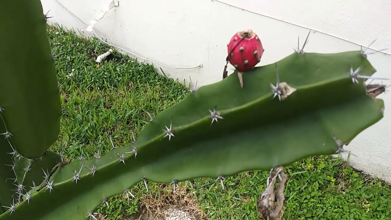 Barbed-wire cactus Fruit! - YouTube
