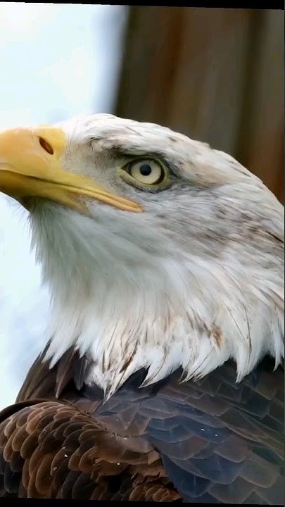 Amazing Bird Facts You Didn't Know - YouTube