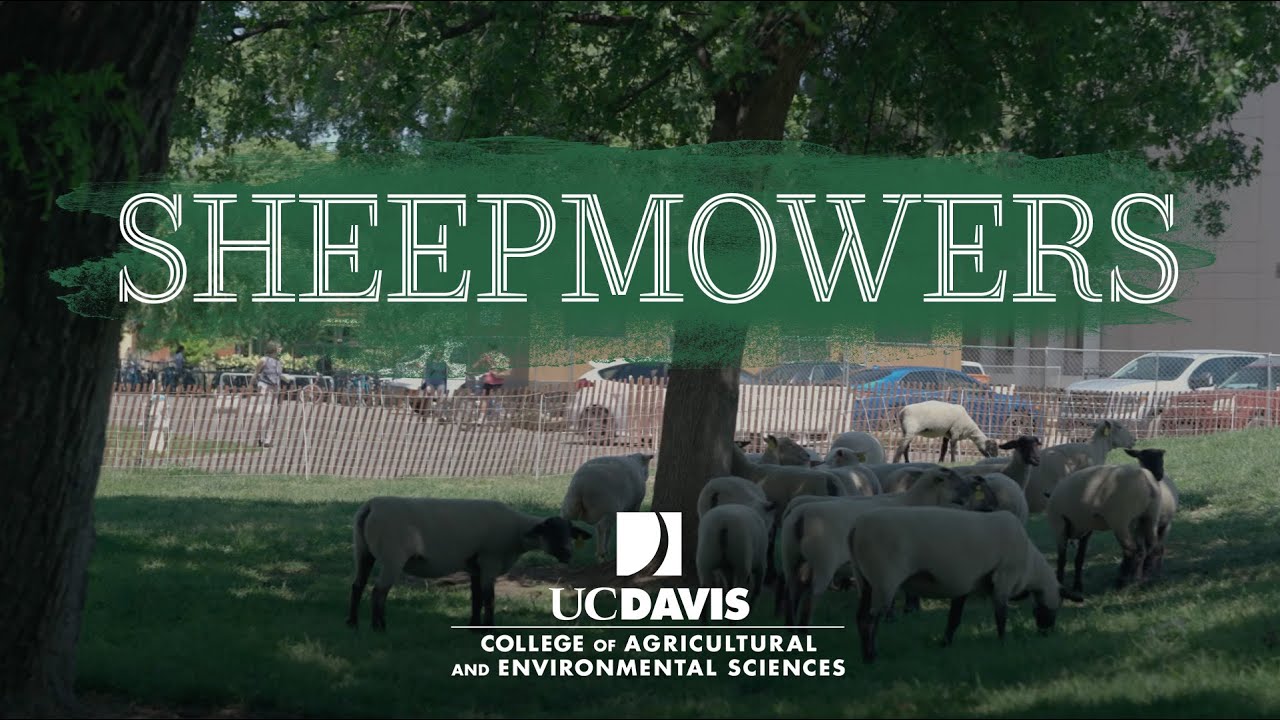 UC Davis Sheep Mowers - YouTube