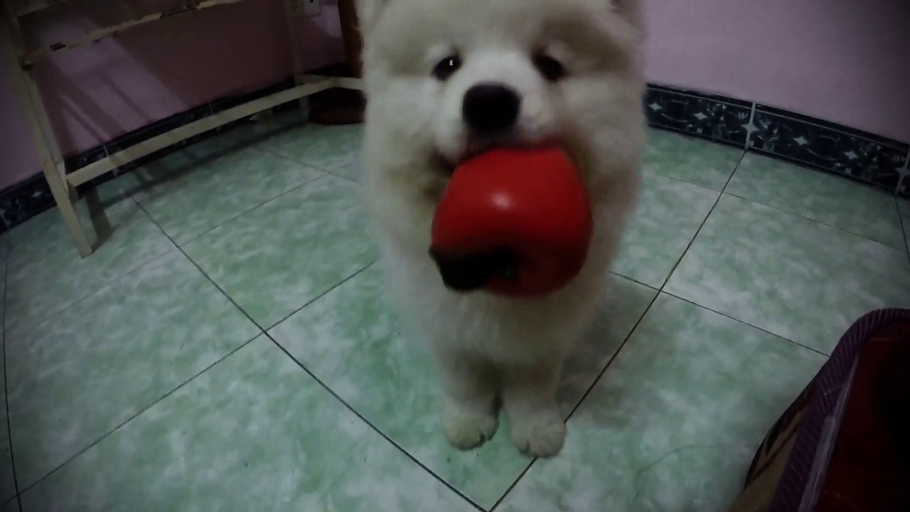 Princess Samoyed - Rin đái bậy bị đánh nát đít - Chó samoyed con - YouTube