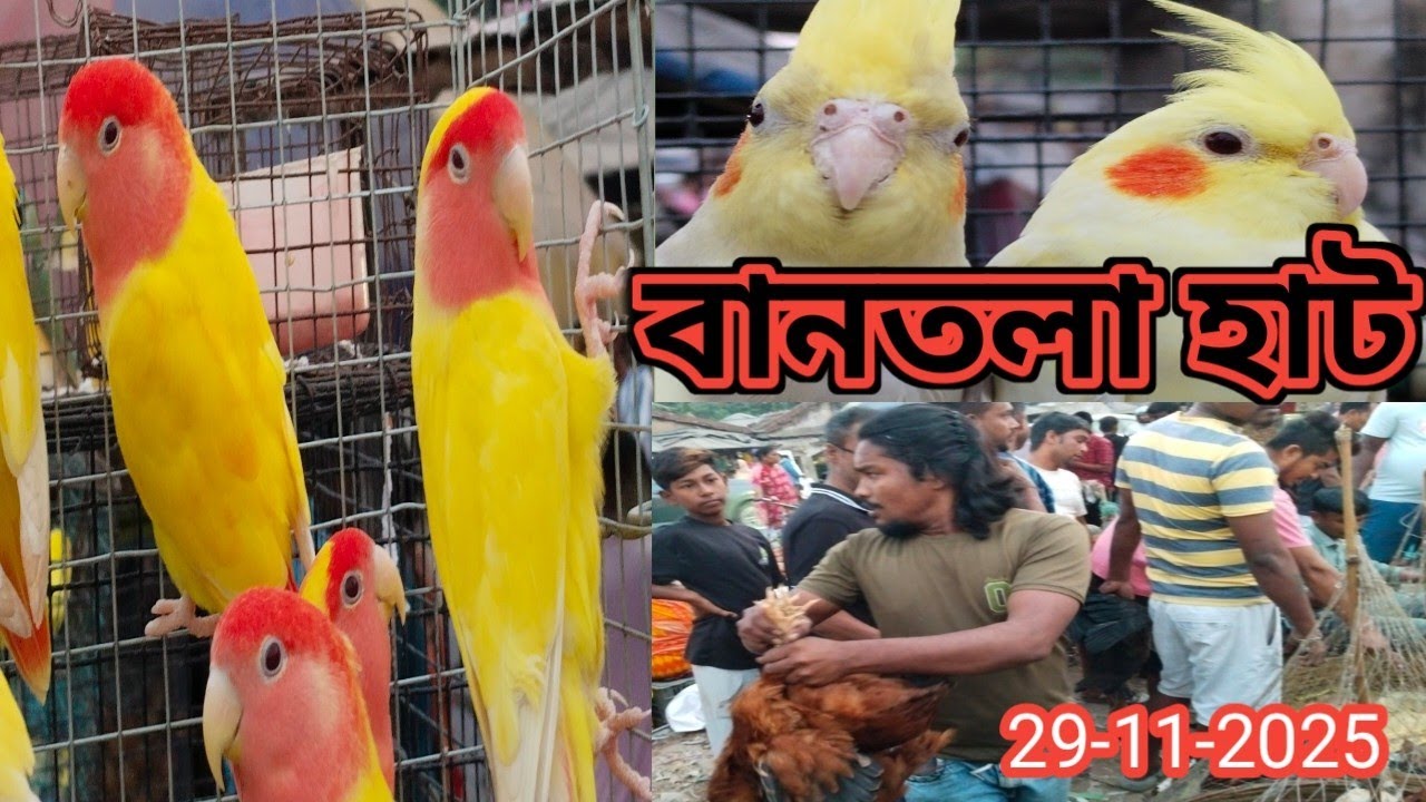 Bantala Exotic Bird Market. বানতলা পাখির হাট। Bantala Pet Market.বানতলা ...