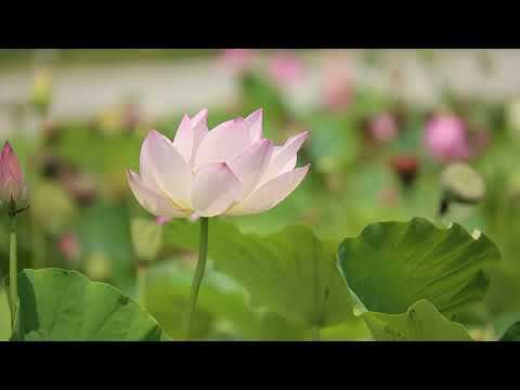 8 Mart Beynəlxalq qadındlar bayramında anam üçün hazırladığım video