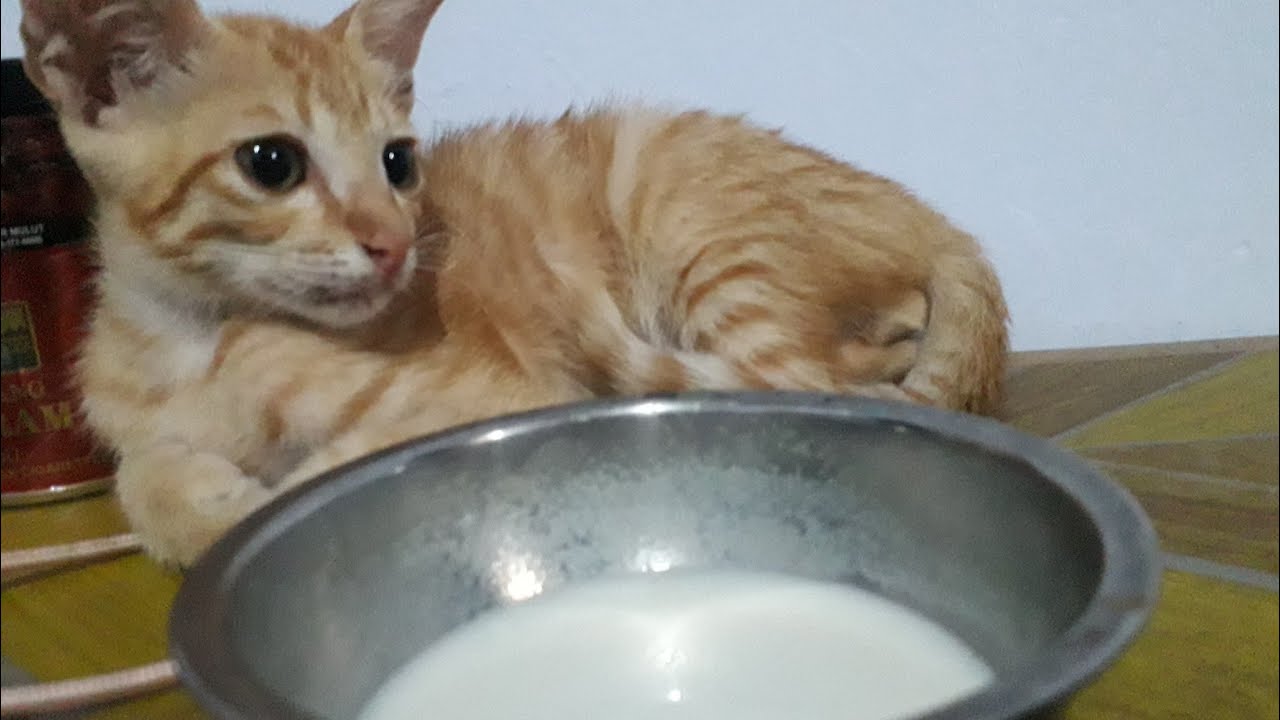 minum susu kucing - YouTube