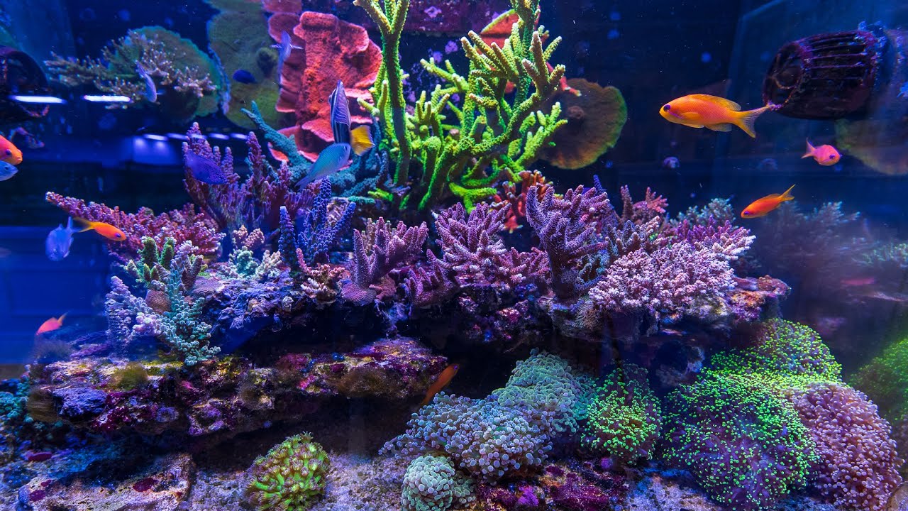 Bringing Out The Best Possible Coral Color - YouTube