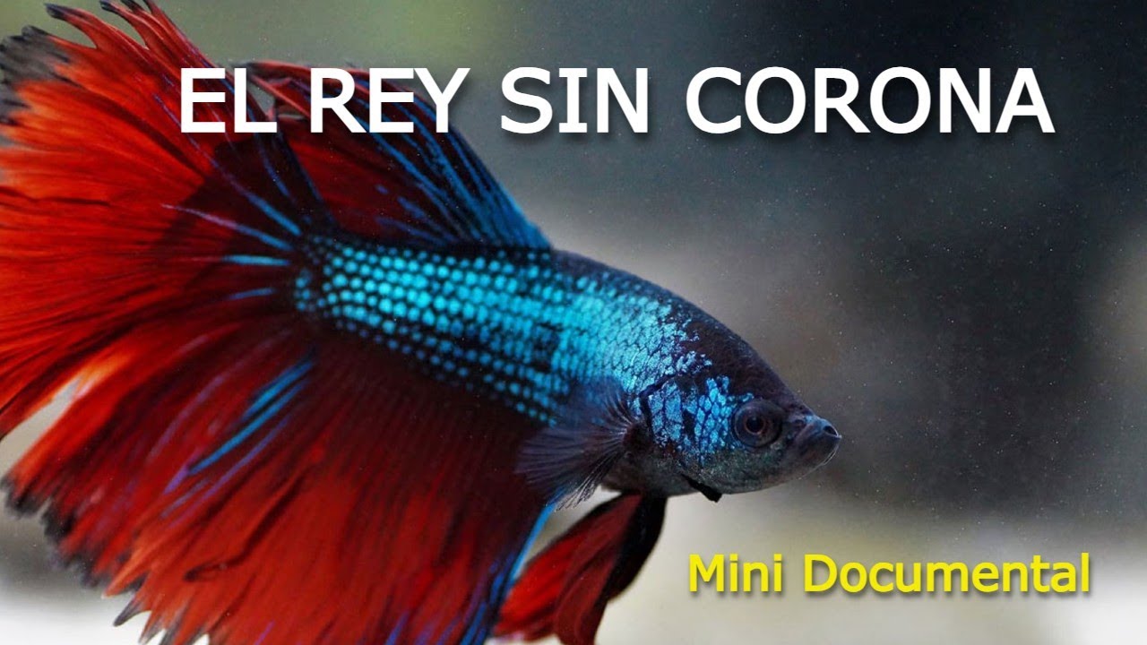 El Mejor pez de acuario: El rey Betta - YouTube