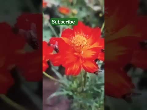 Best editing Islamic status #viralshort #trending #viralvideo #flowers #muslim #reels #islamicstatus