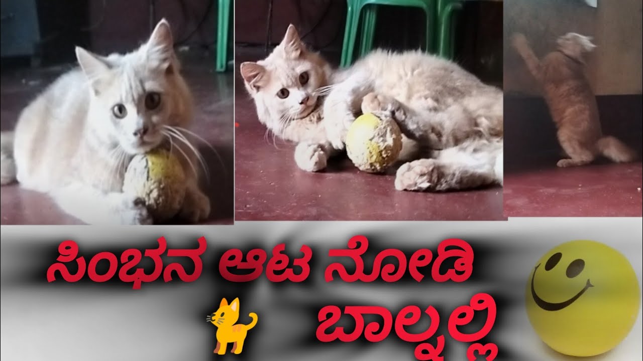 shimbha play in the ball🥎 - YouTube