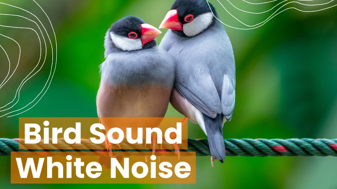 2 Hours White Noise: Relaxing Outdoor Birds Singing Without Ads ...