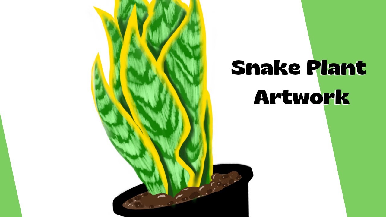 Snake Plant | How To Make Snake Plant Artwork | Easy Drawing Ideas ...