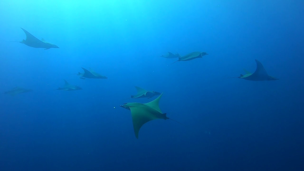 2020 Azores: Scuba diving @ Princess Alice - YouTube