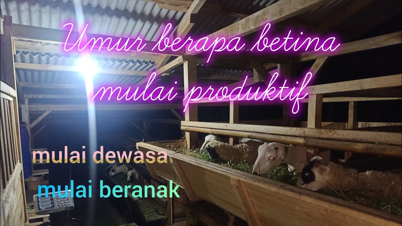 Umur berapa bibitan domba mulai produktif - YouTube