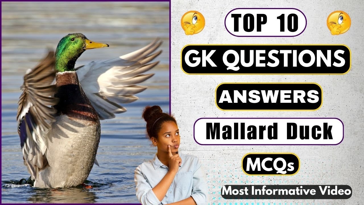 10 General Knowledge Quiz Questions About Mallard Duck In English ...