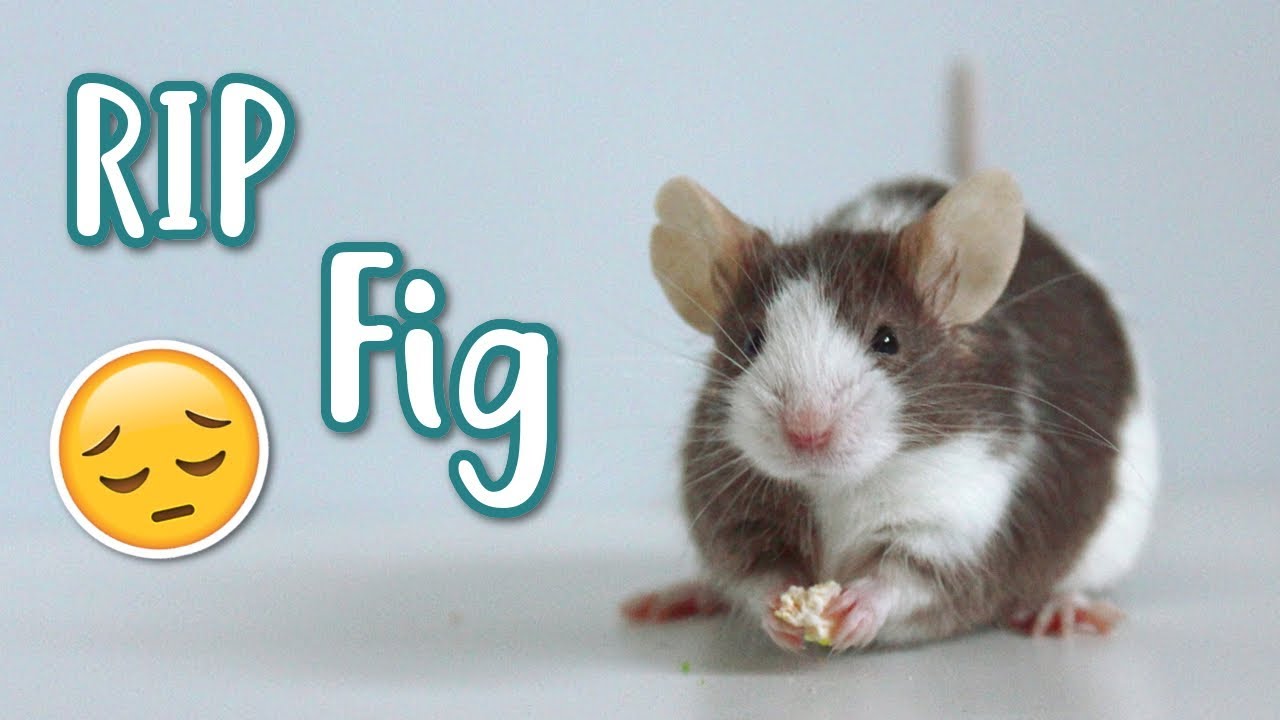 Goodbye Fig... 😔🐭 - YouTube