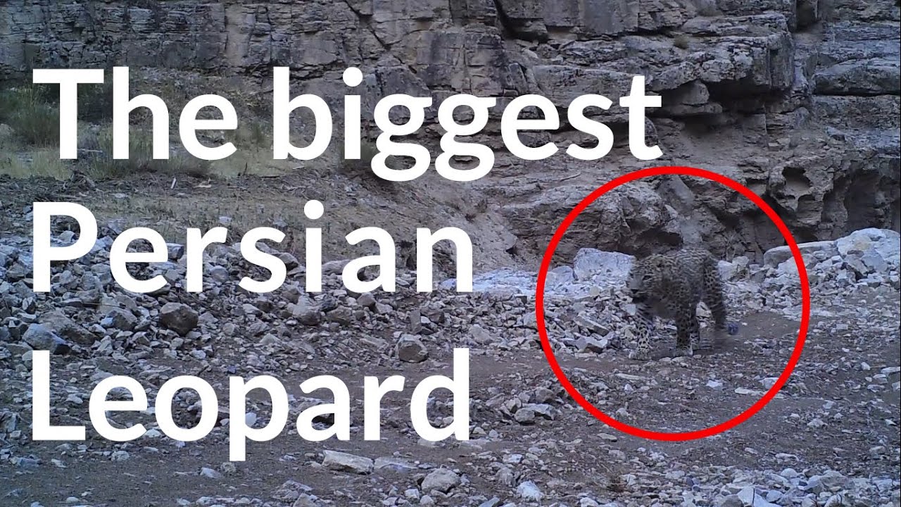 The biggest Persian Leopard in the Tandooreh National Park | Iran - YouTube