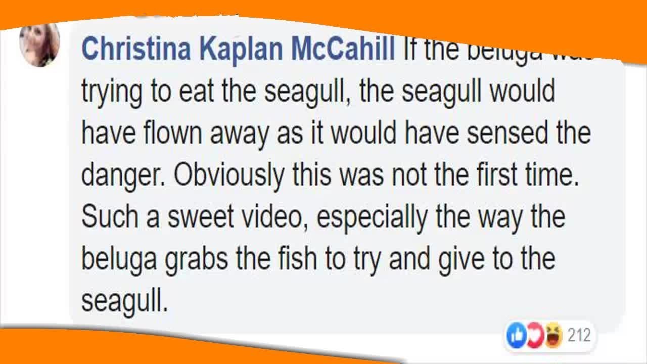 Video Shows A Beluga Whale Adorably Teasing A Seagull - YouTube