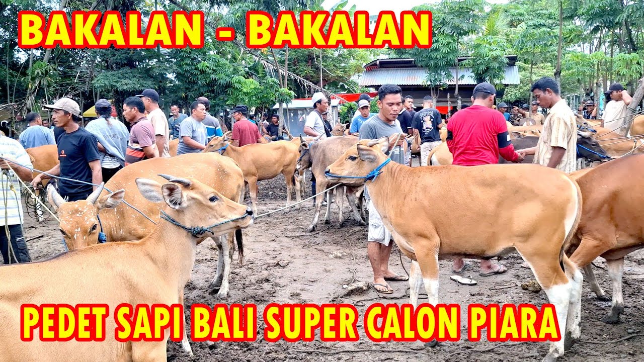 Harga Bakalan Sapi Piara Pedet Sapi Bali, Sapi Rambon dan Sapi Crossing ...