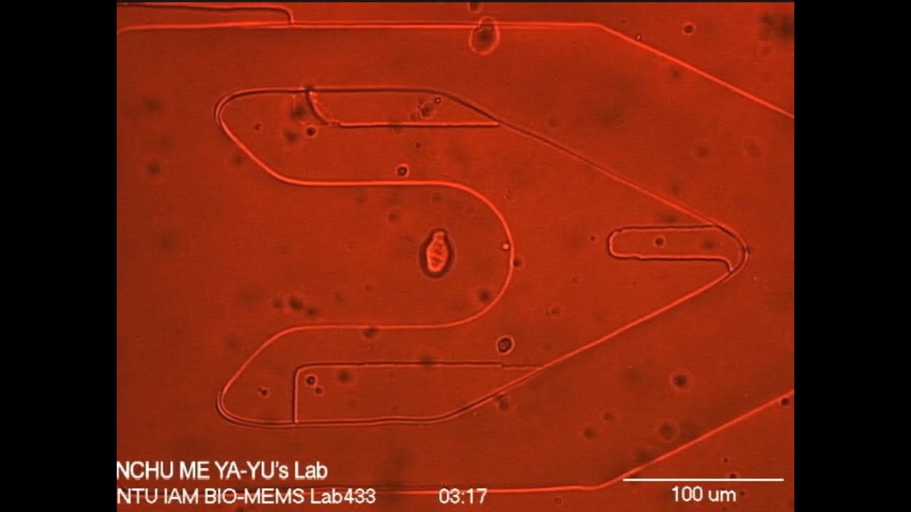 Single STEM Cell Division - YouTube