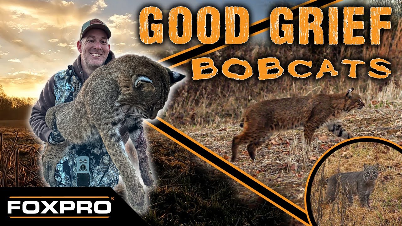 MEGA Kentucky Bobcat! - YouTube