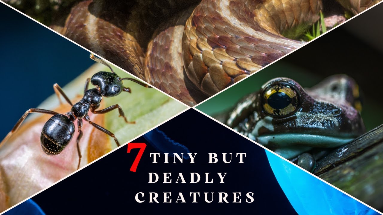 Top 7 Tiny But Deadly Creatures .The most dangerous and scariest ...
