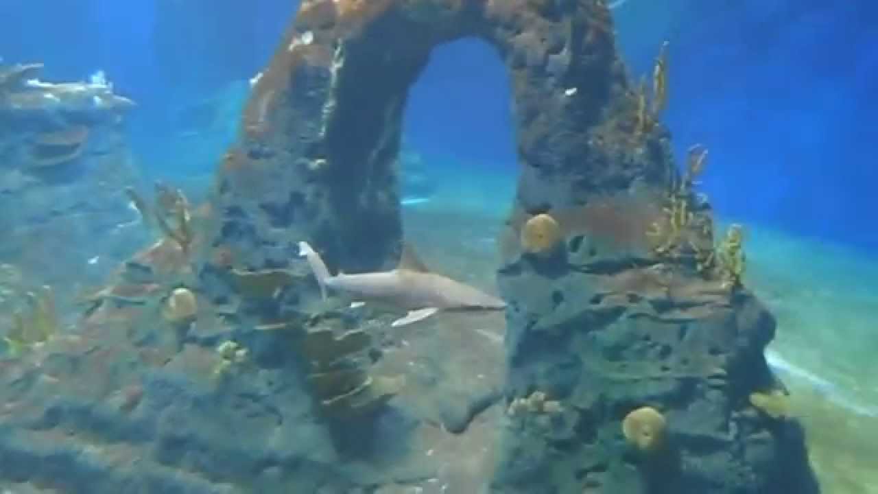 Afrykarium Oceanarium ZOO Wrocław - YouTube